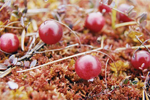 Moosbeeren